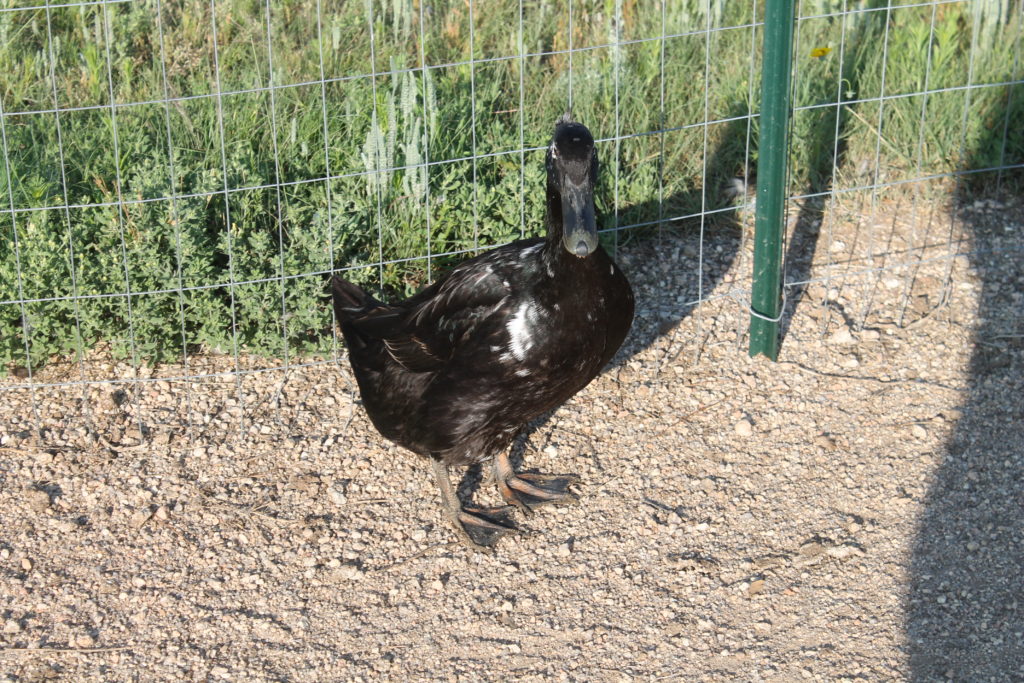Ducks are prolific layers - Cottontail Acres